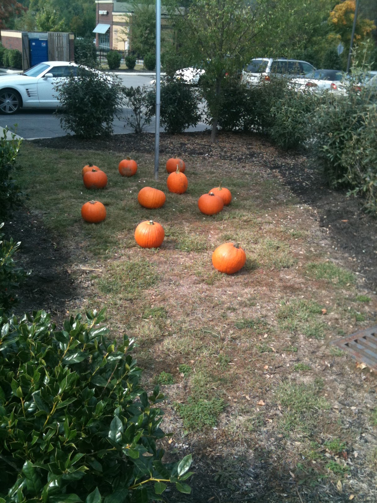 The Academy of McKay's Mill Online Newsletter : Magic Pumpkin seeds?!